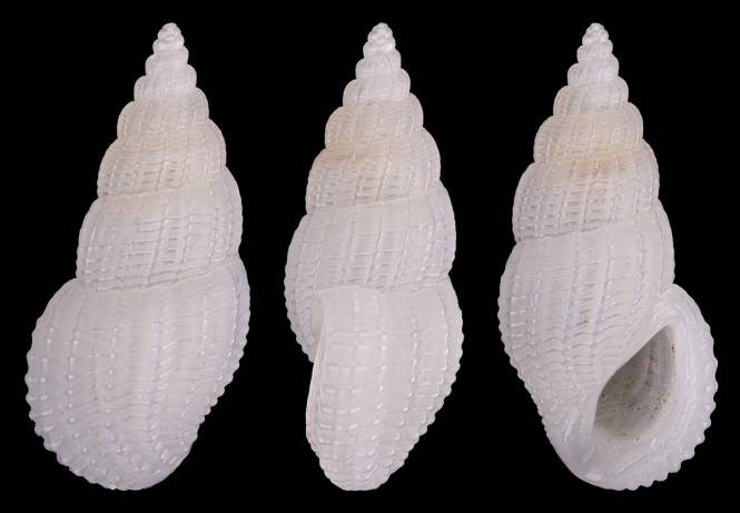 shellauction.net :: Rissoina bruguieri - 3680644