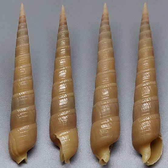 shellauction.net :: Terebra sp. - 3680671