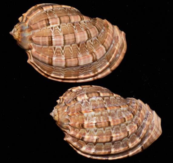 shellauction.net :: Harpa davidis - 3680684