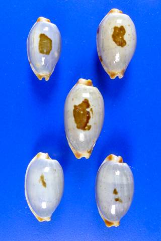 shellauction.net :: Bistolida stolida salaryensis - 3680697