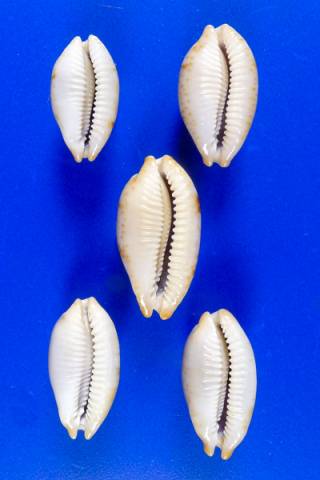 shellauction.net :: Bistolida stolida salaryensis - 3680697