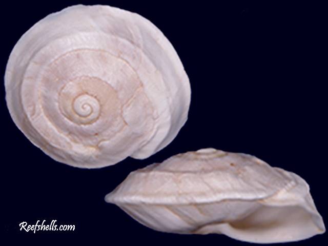 shellauction.net :: Sphincterochila sp. - 3680731