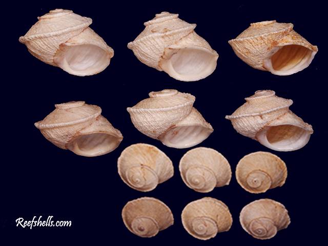 shellauction.net :: Eremina inexspectata - 3680777