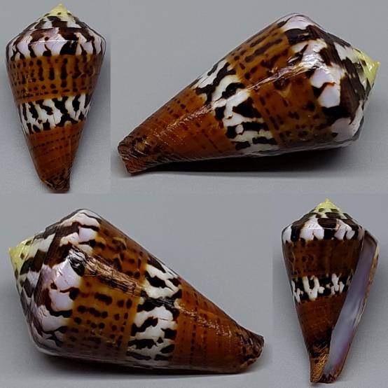 shellauction.net :: Conus capitaneus - 3680781
