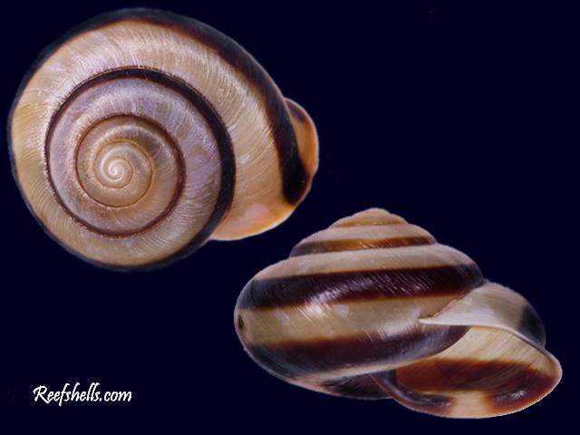 shellauction.net :: Euhadra subnimbosa - 3680922