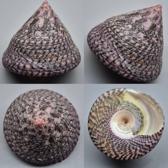 shellauction.net :: Trochus venetus - 3681124