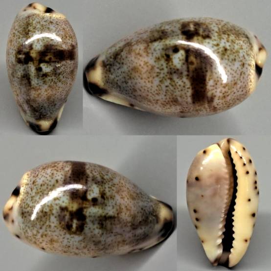 shellauction.net :: Purpuradusta gracilis - 3681129