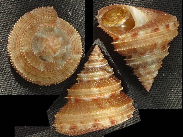 shellauction.net :: Calliostoma sp. - 3681131