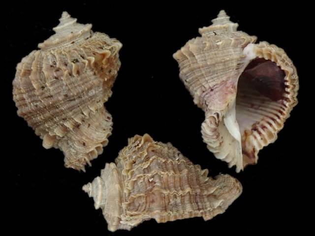 shellauction.net :: Rapana bezoar - 3681149