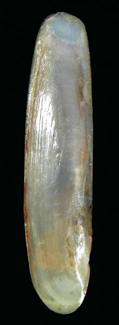 shellauction.net :: Phaxas pellucidus f. adriaticus - 3681210