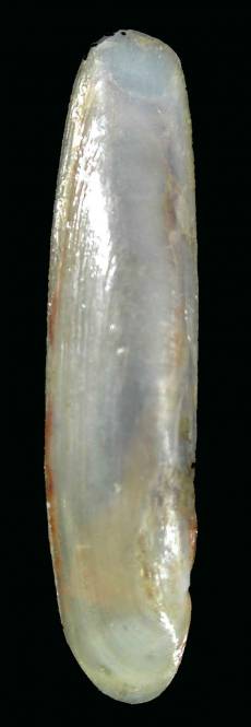 shellauction.net :: Phaxas pellucidus f. adriaticus - 3681210