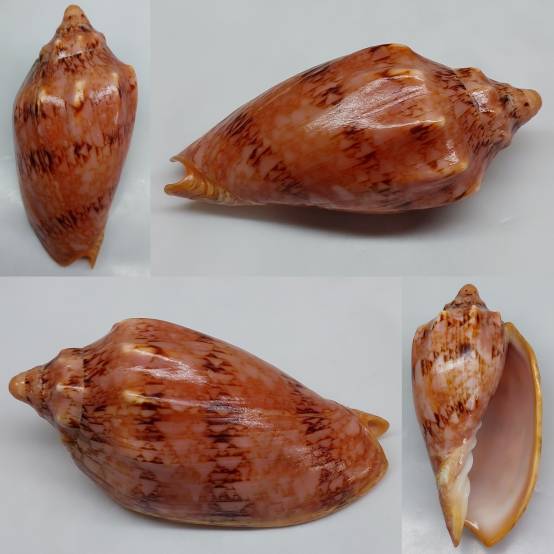 shellauction.net :: Cymbiola nusatenggara - 3681221