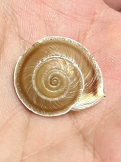 shellauction.net :: Pseudiberus tectumsinense - 3681354