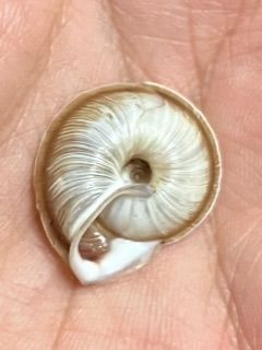 shellauction.net :: Pseudiberus tectumsinense - 3681354