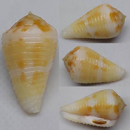 shellauction.net :: Conus pertusus - 3681381