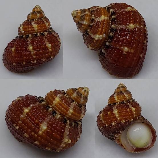 shellauction.net :: Turbo intercostalis - 3681388