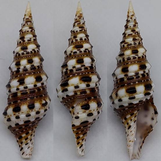 shellauction.net :: Turris spectabilis - 3681422