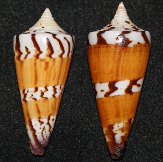 shellauction.net :: Conus generalis - 3681423