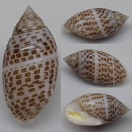 shellauction.net :: Pupa solidula - 3681471