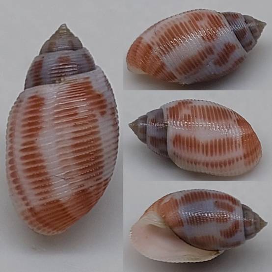 shellauction.net :: Punctacteon kajiyamai - 3681473