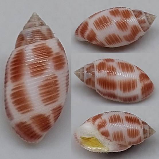 shellauction.net :: Punctacteon kajiyamai - 3681476