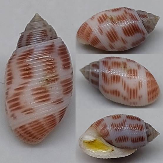 shellauction.net :: Punctacteon kajiyamai - 3681477