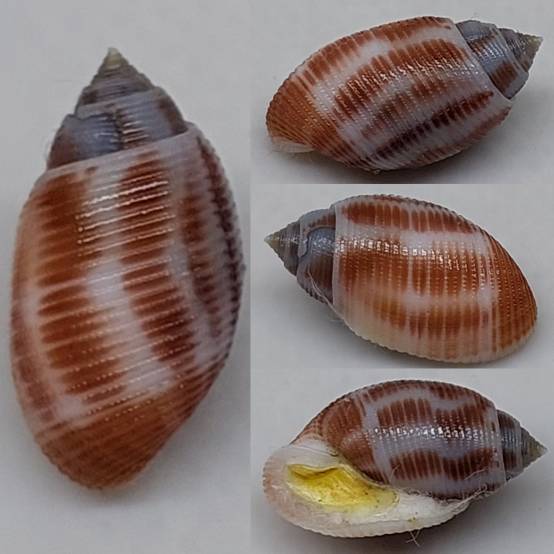 shellauction.net :: Punctacteon kajiyamai - 3681479