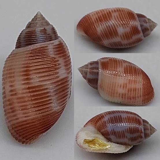 shellauction.net :: Punctacteon kajiyamai - 3681480