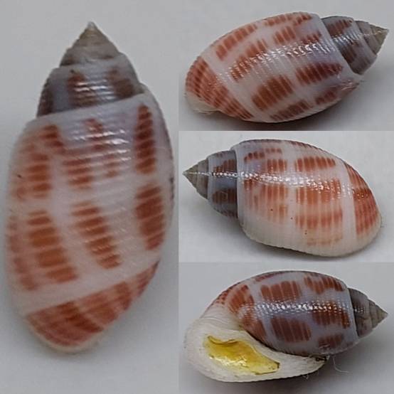 shellauction.net :: Punctacteon kajiyamai - 3681481