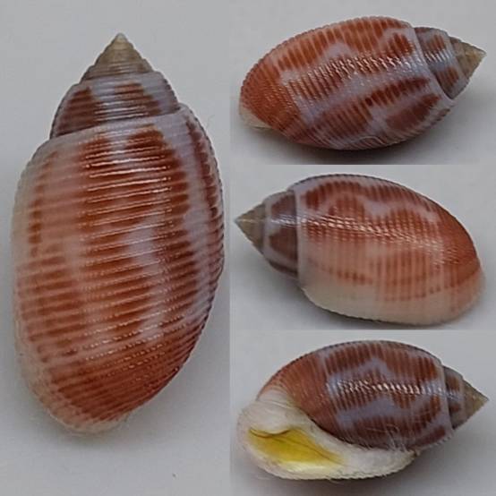 shellauction.net :: Punctacteon kajiyamai - 3681482