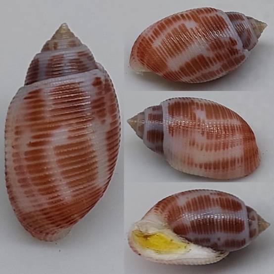 shellauction.net :: Punctacteon kajiyamai - 3681483