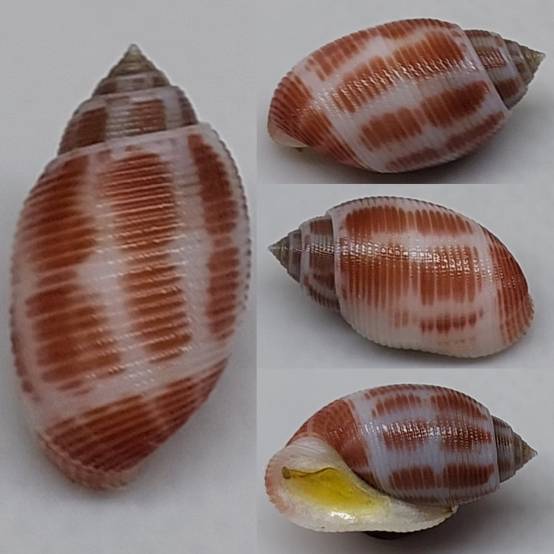 shellauction.net :: Punctacteon kajiyamai - 3681484