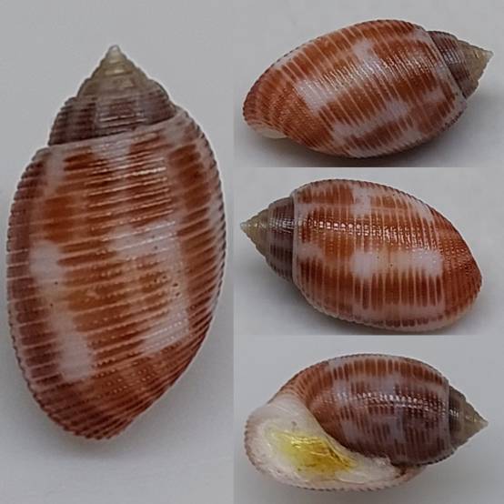 shellauction.net :: Punctacteon kajiyamai - 3681485