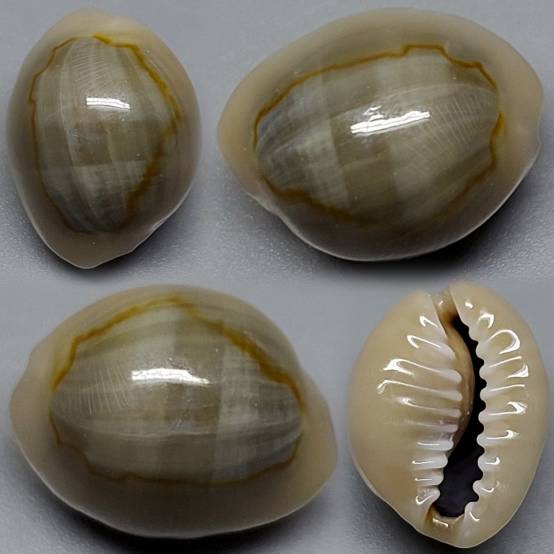 shellauction.net :: Monetaria annulus - 3681516