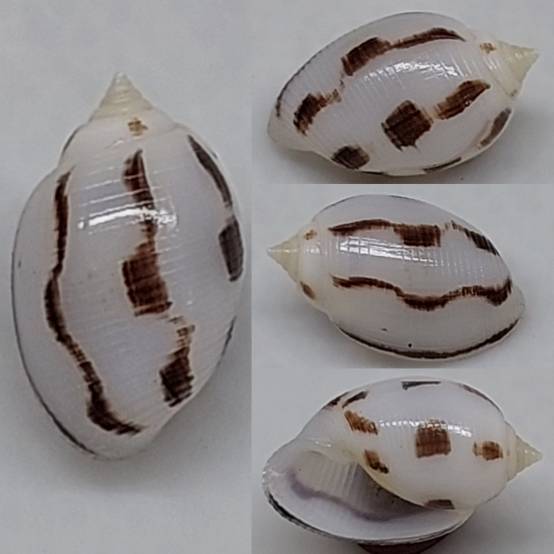 shellauction.net :: Punctacteon virgatus - 3681524