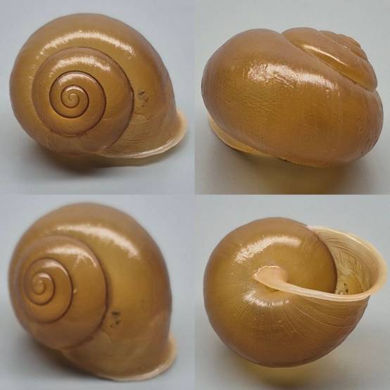 shellauction.net :: Chloritis argillacea - 3681876