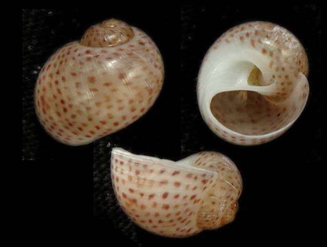 shellauction.net :: Natica sp. - 3682113