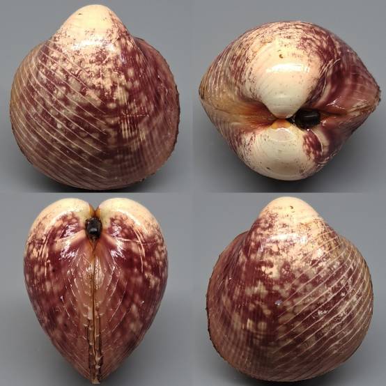 shellauction.net :: Discors multipunctatum - 3682116