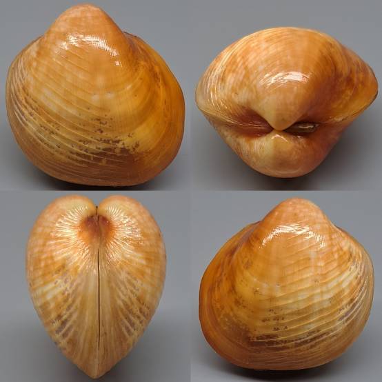 shellauction.net :: Discors multipunctatum - 3682119