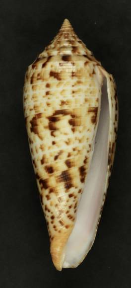 shellauction.net :: Conus pretiosus - 3682188