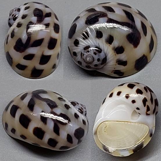 shellauction.net :: Naticarius onca - 3682249