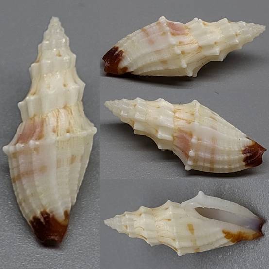 shellauction.net :: Eucithara sp. - 3682267