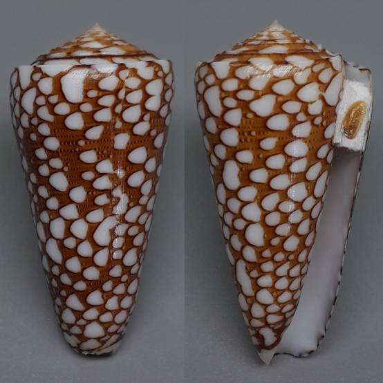 shellauction.net :: Conus nobilis - 3682426