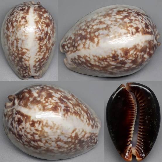 shellauction.net :: Mauritia mauritiana - 3682454