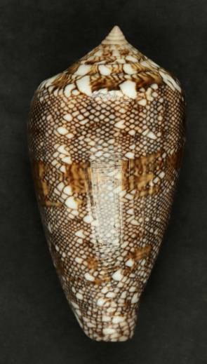 shellauction.net :: Conus abbas - 3682461