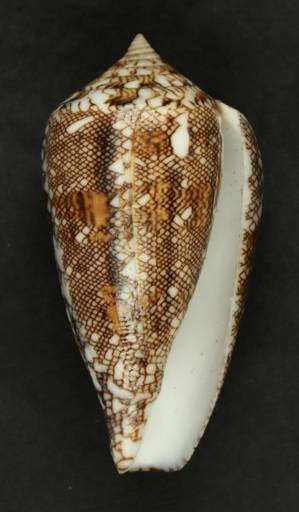 shellauction.net :: Conus abbas - 3682461