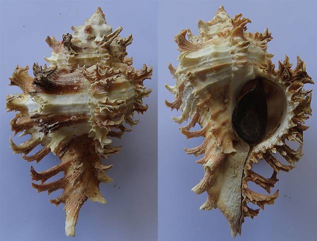 shellauction.net :: Hexaplex cichoreum - 3682503