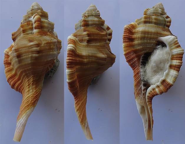 shellauction.net :: Cymatium vespaceum - 3682525