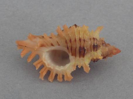 shellauction.net :: Chicoreus dodongi - 3682545