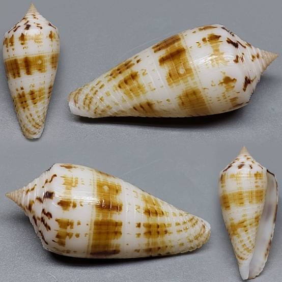 shellauction.net :: Conus sp. - 3682575